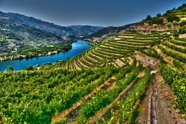 Bulgarian Wine: Guide to Winemaking & Wine Regions in Bulgaria
